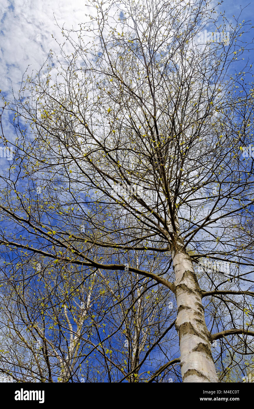 Downy birch tree hi-res stock photography and images - Alamy