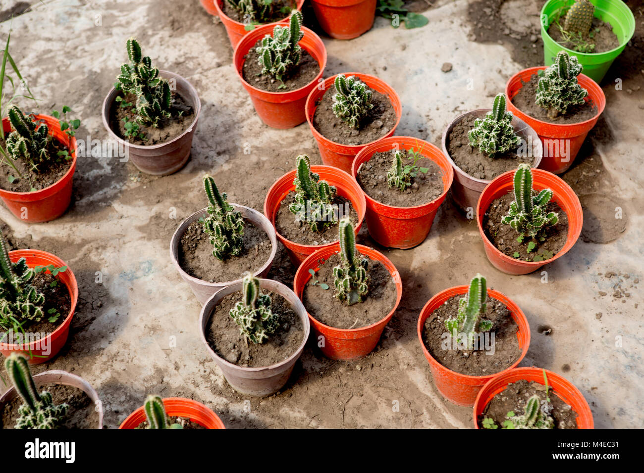 Cactus in pot hi-res stock photography and images - Alamy
