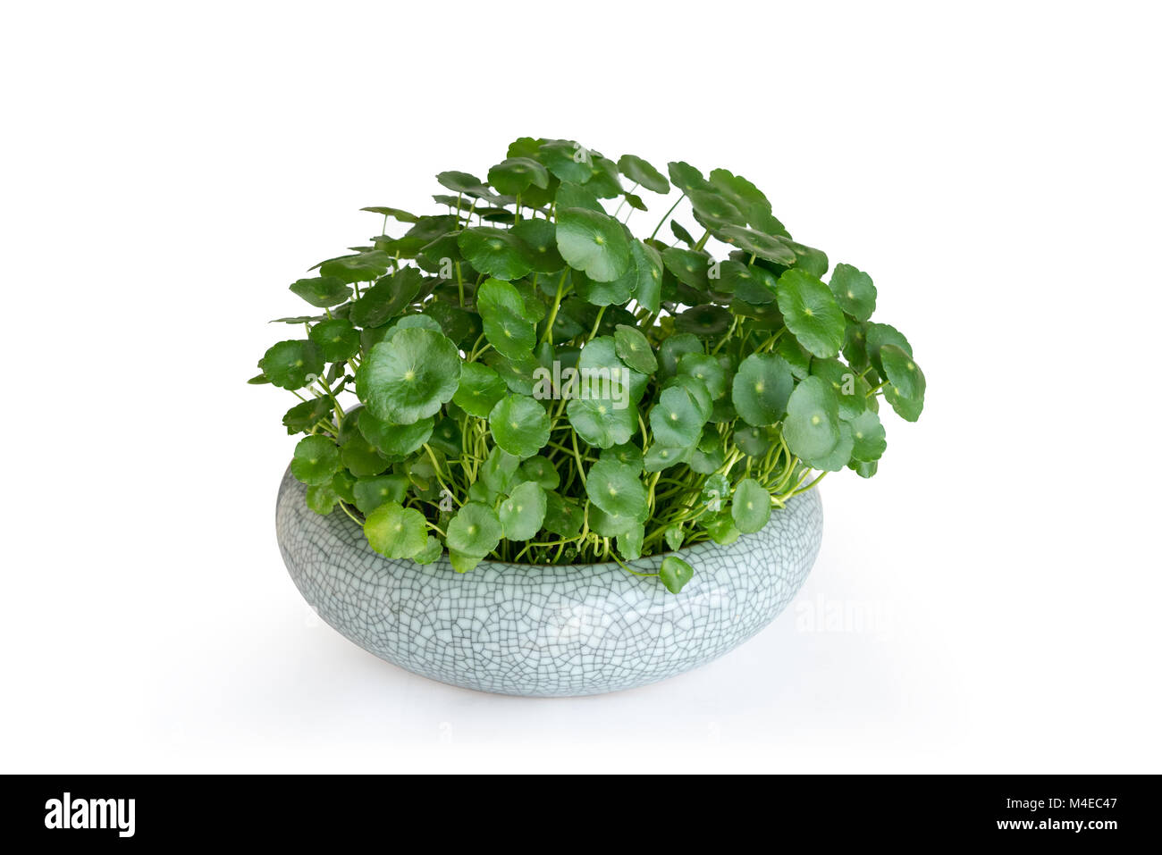 Hydrocotyle hi-res stock photography and images - Alamy