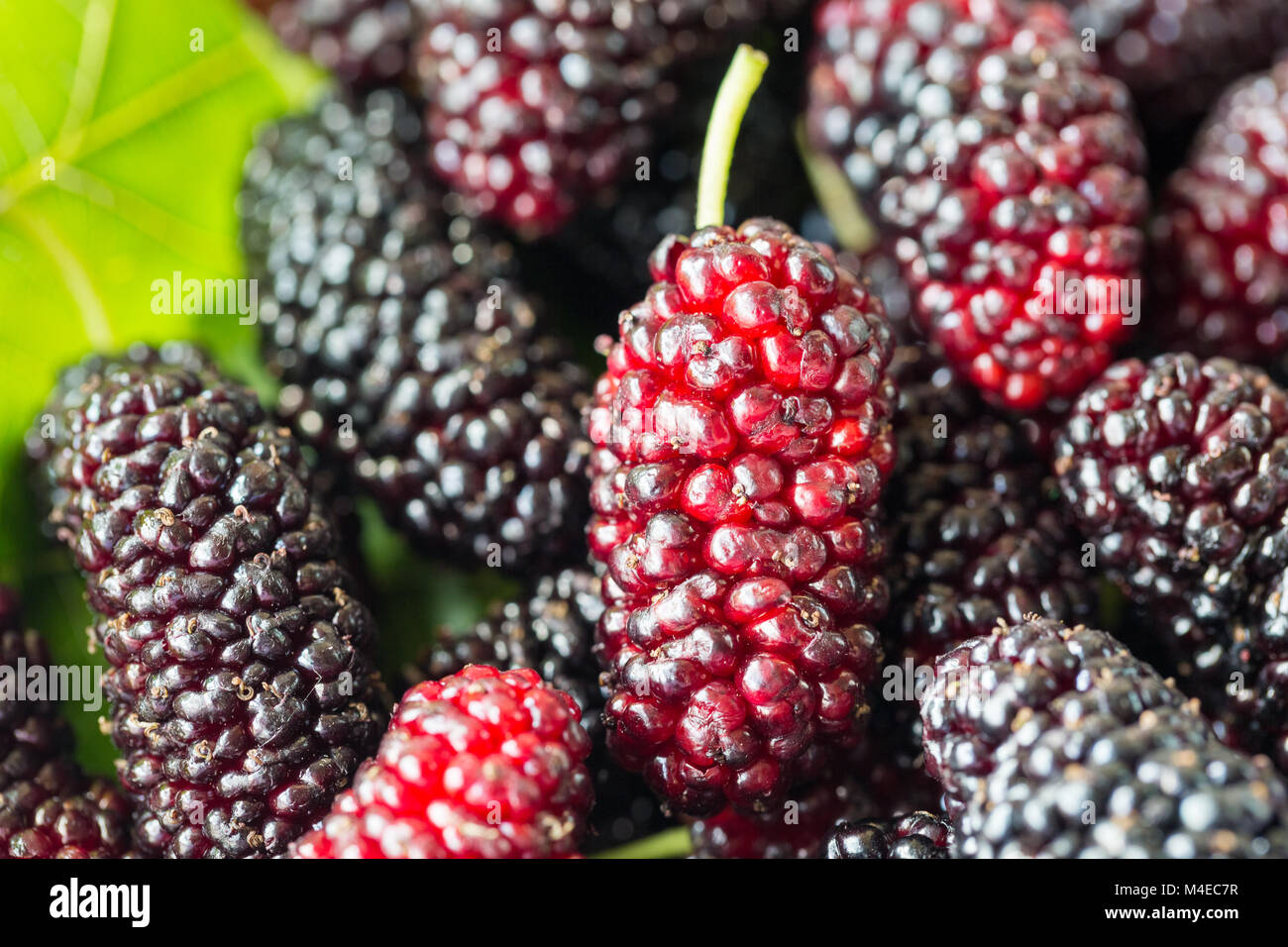 Blackberry fresh fruit hi-res stock photography and images - Alamy