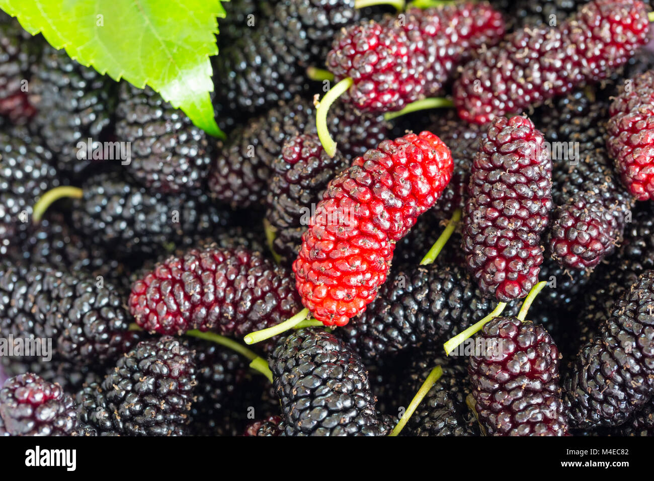 Mulberry purple hi-res stock photography and images - Alamy