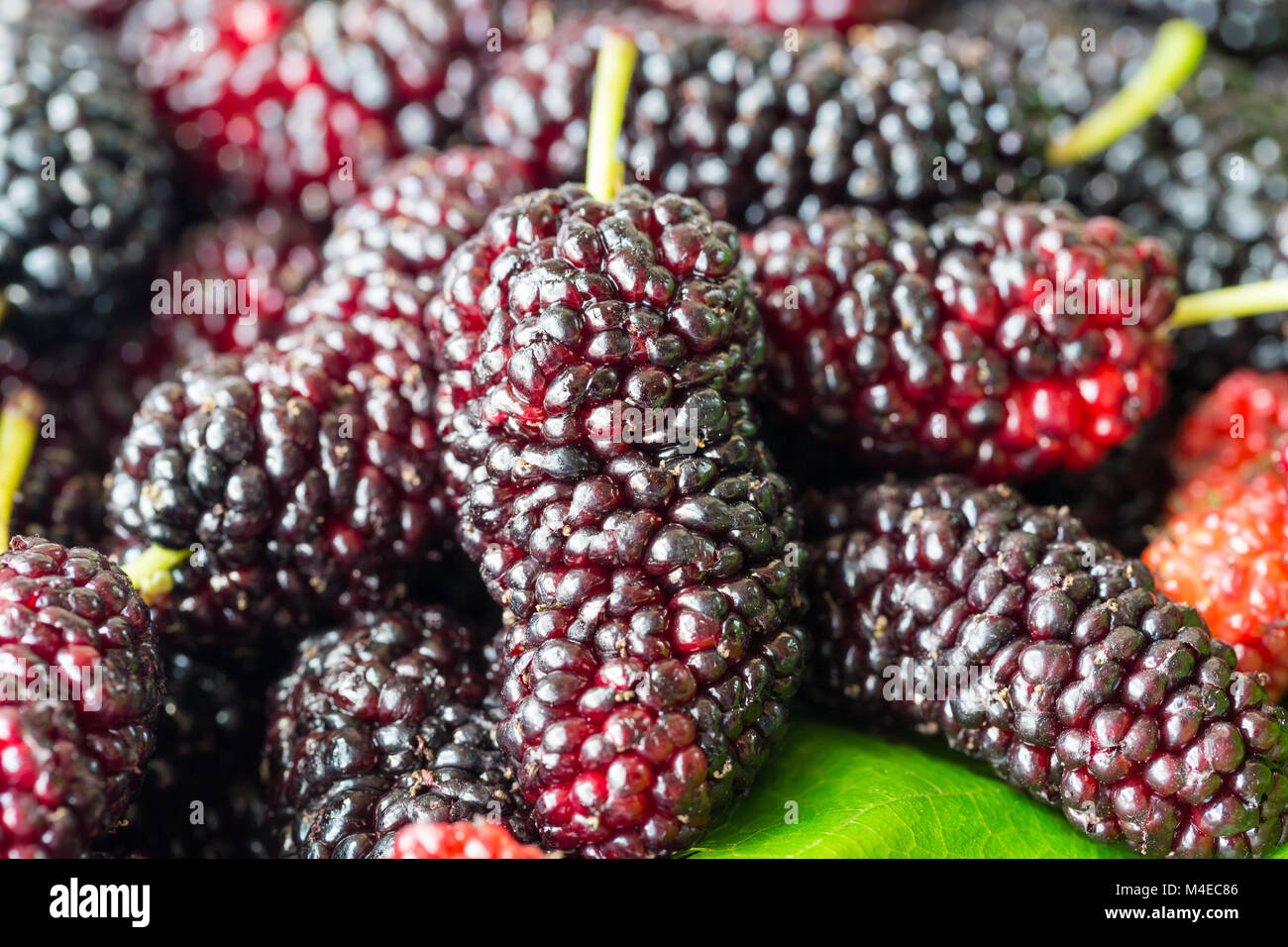Black mulberry fruit hi-res stock photography and images - Alamy