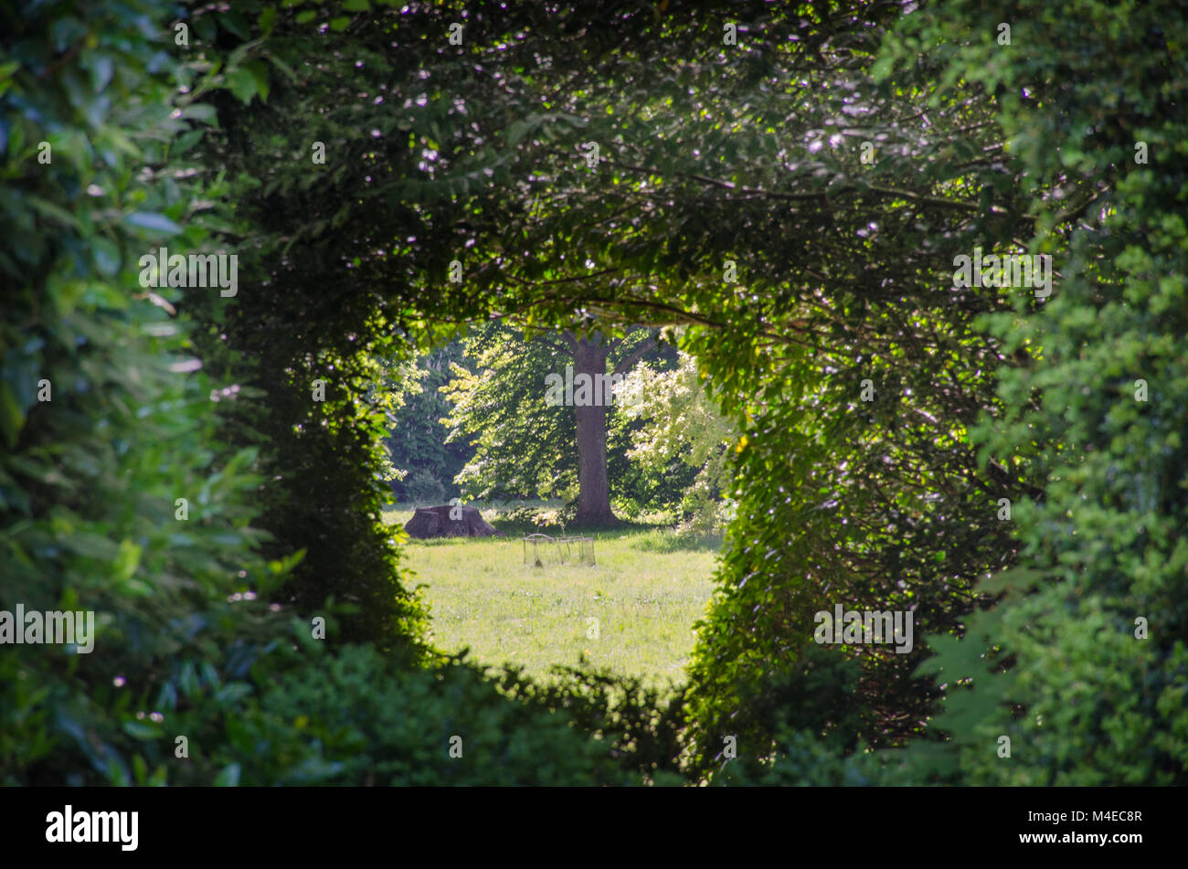 Forest path through clearing hi-res stock photography and images - Alamy