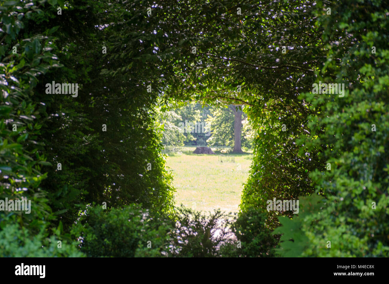 Clearing in trees hi-res stock photography and images - Alamy