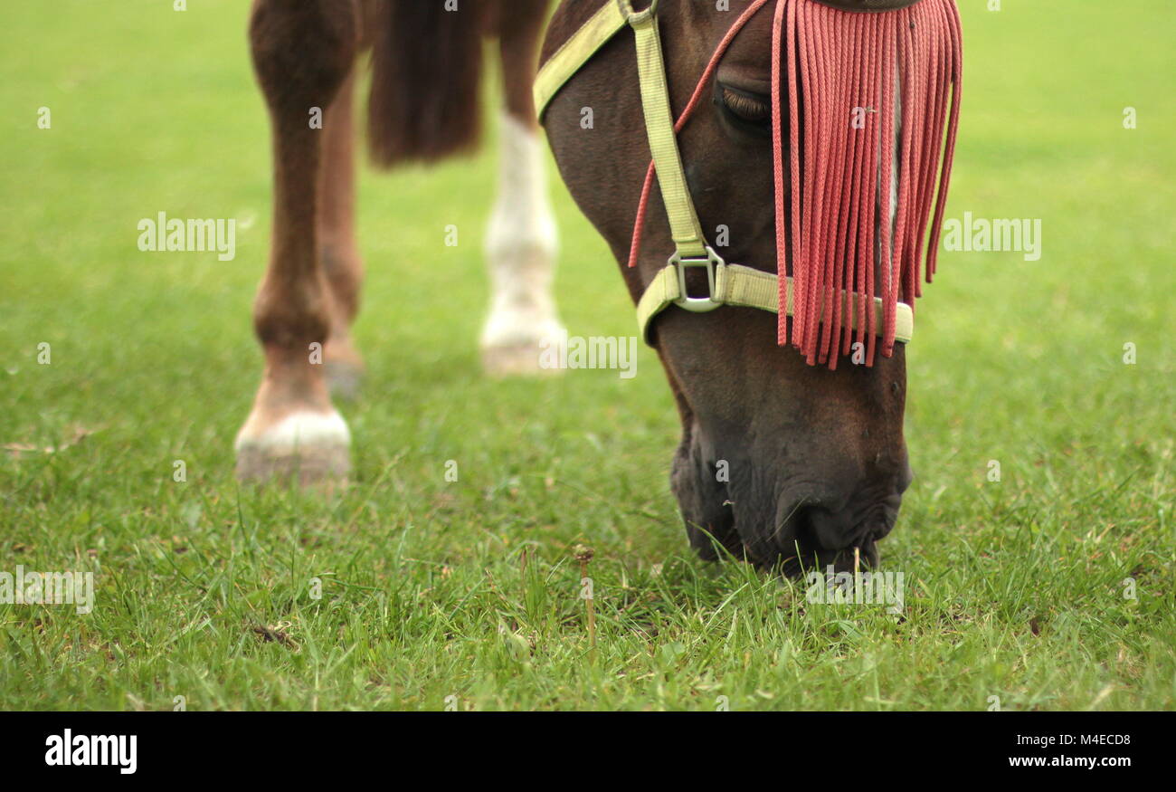 Dutch Bull High Resolution Stock Photography and Images - Alamy