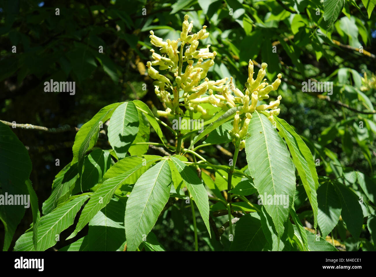 Aesculus flava, Yellow Buckeye Stock Photo - Alamy