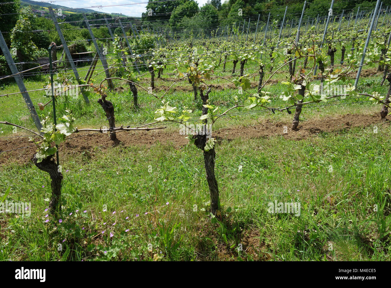 Vitis vinifera, Grape vine, young shoots Stock Photo - Alamy