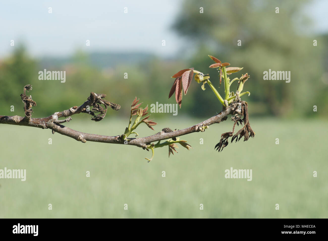 Walnut damage hi-res stock photography and images - Alamy