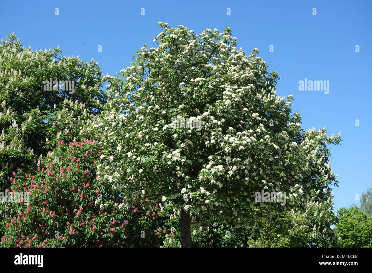 Sorbus X Intermedia High Resolution Stock Photography and Images - Alamy