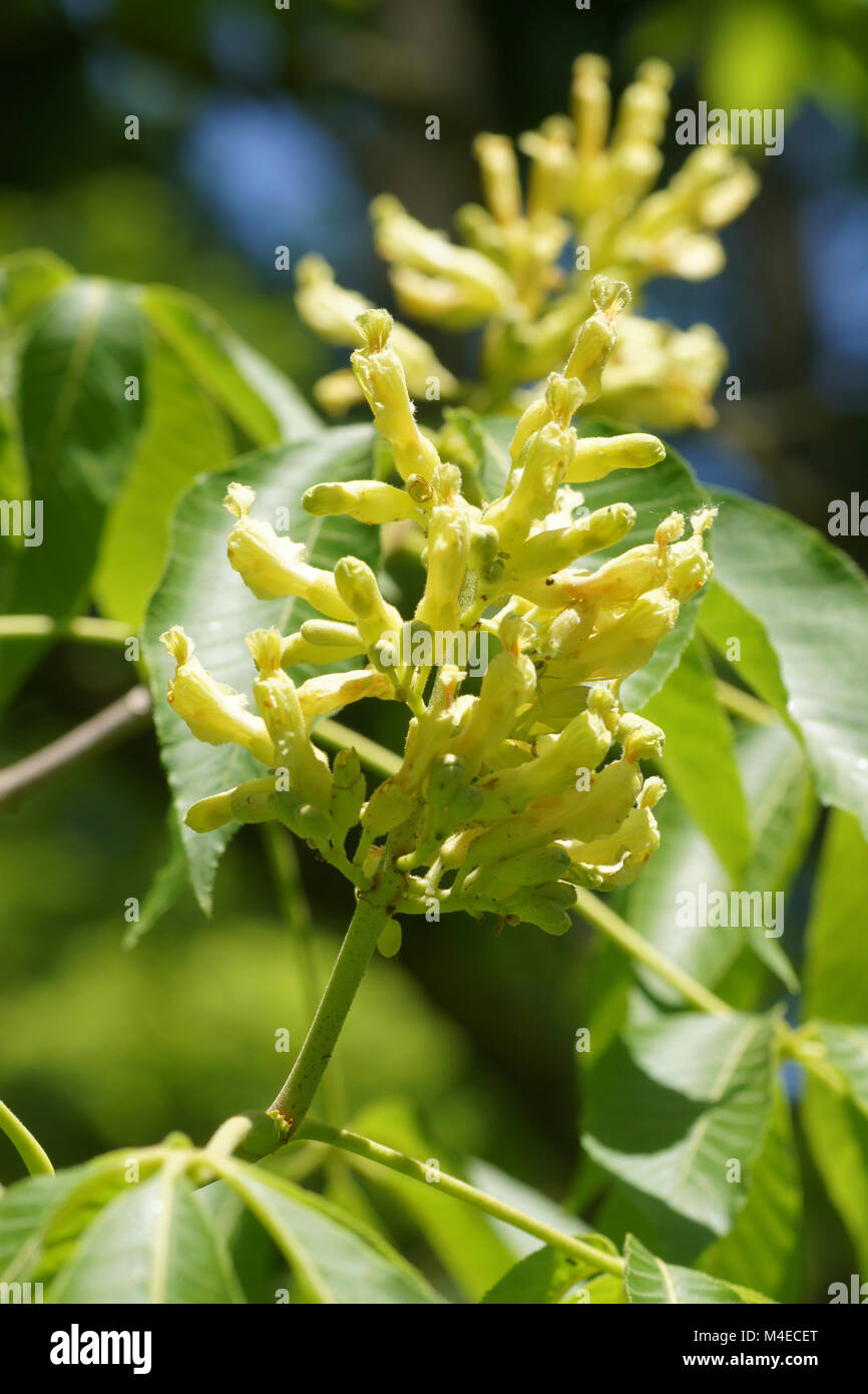 Aesculus flava yellow buckeye tree hi-res stock photography and images ...