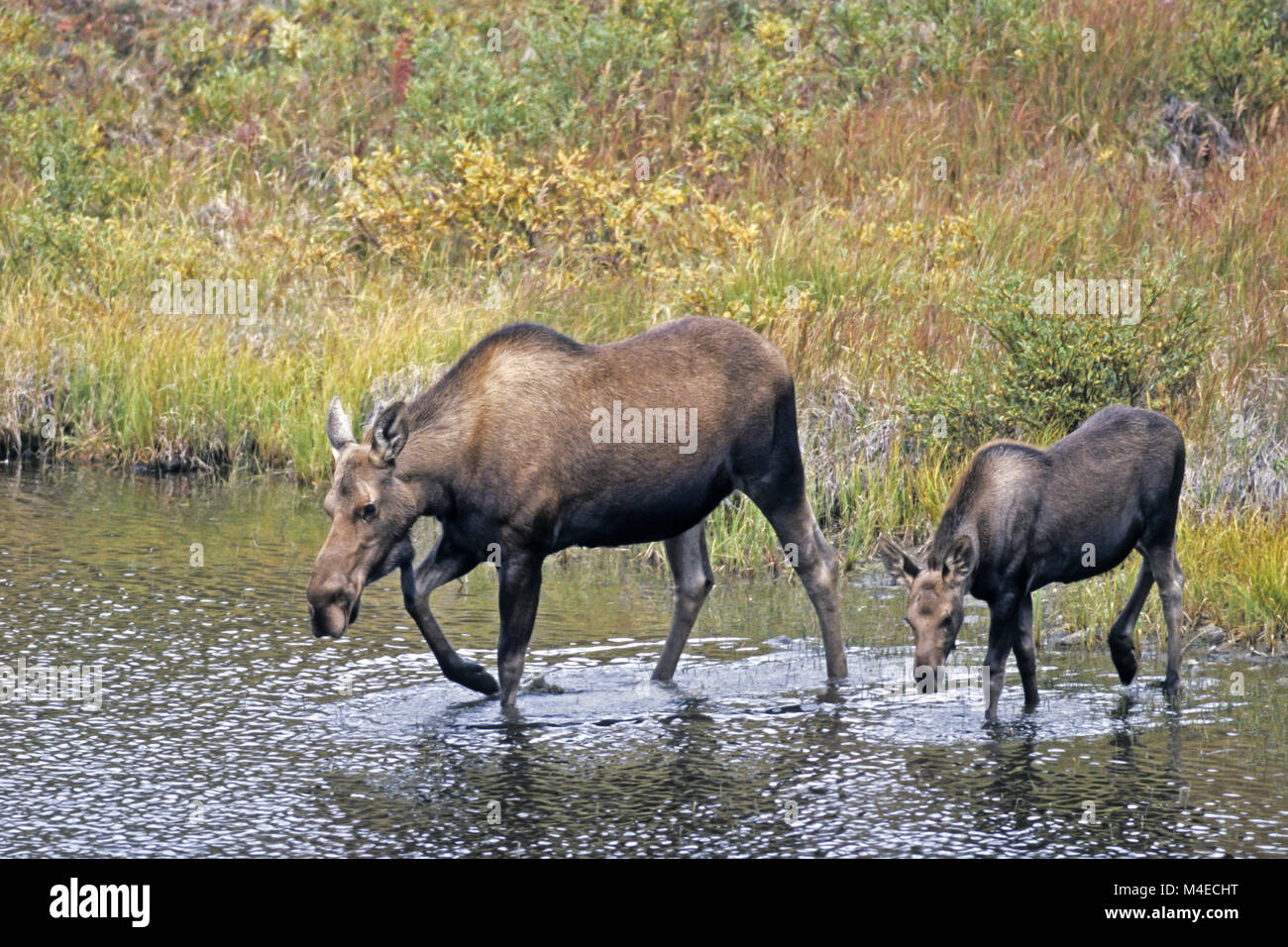 Moose, cow with calf hi-res stock photography and images - Alamy