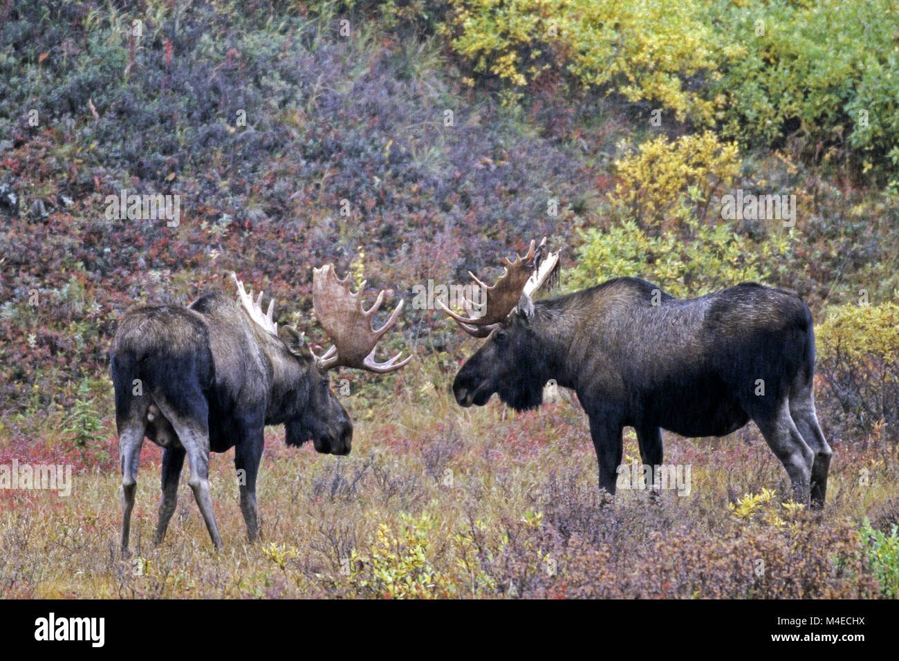 Bull moose fighting hi-res stock photography and images - Alamy