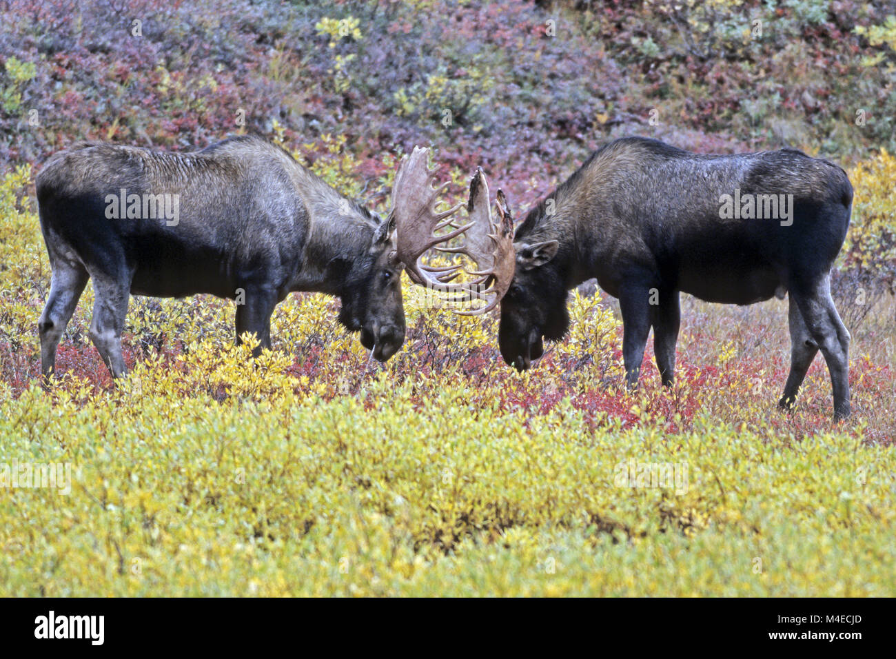 Alaska bull moose fighting hi-res stock photography and images - Alamy