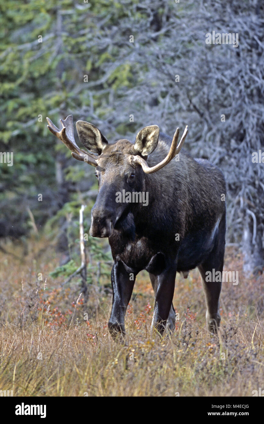 Moose mating hi-res stock photography and images - Alamy