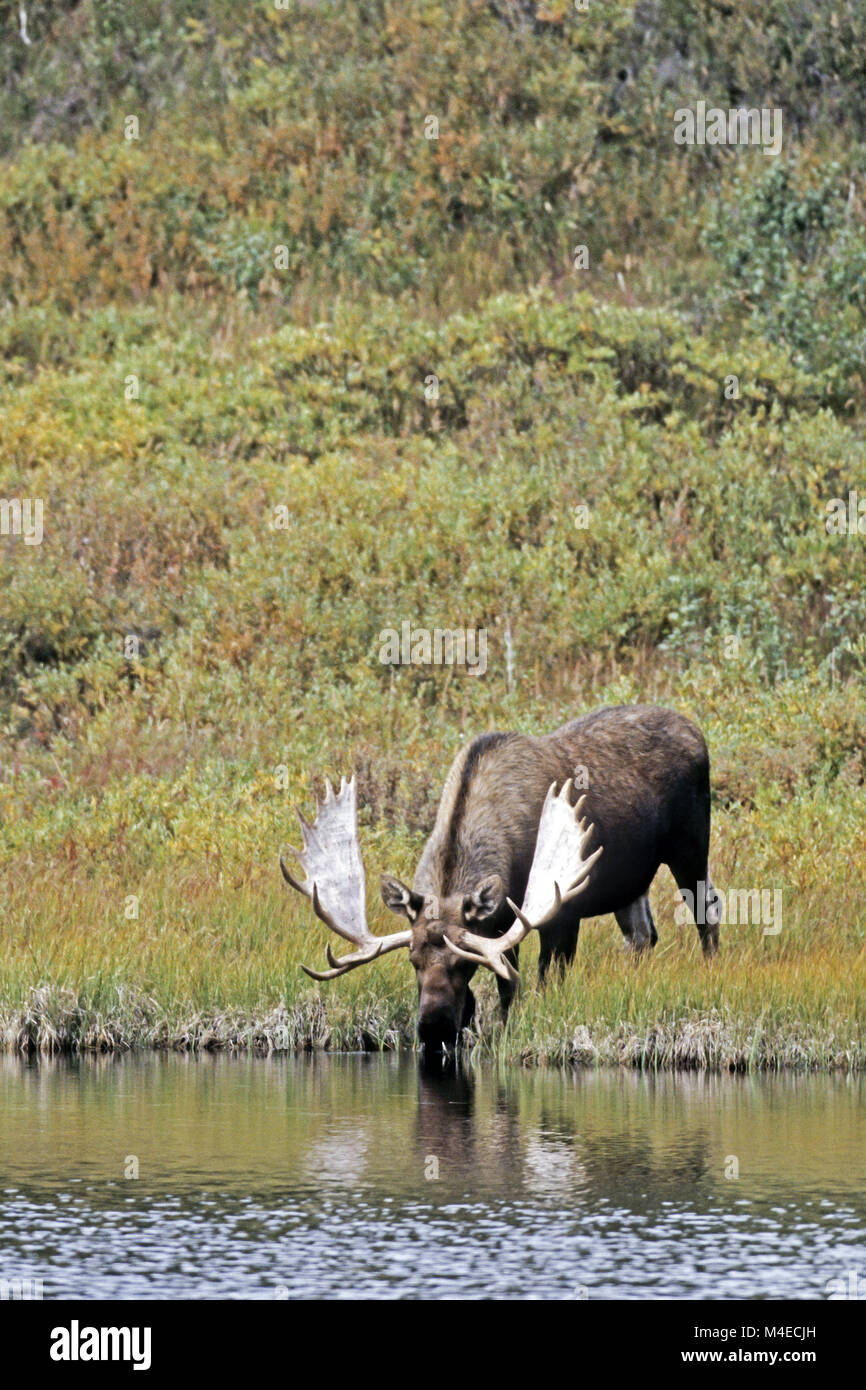 bull Moose drinking Stock Photo - Alamy