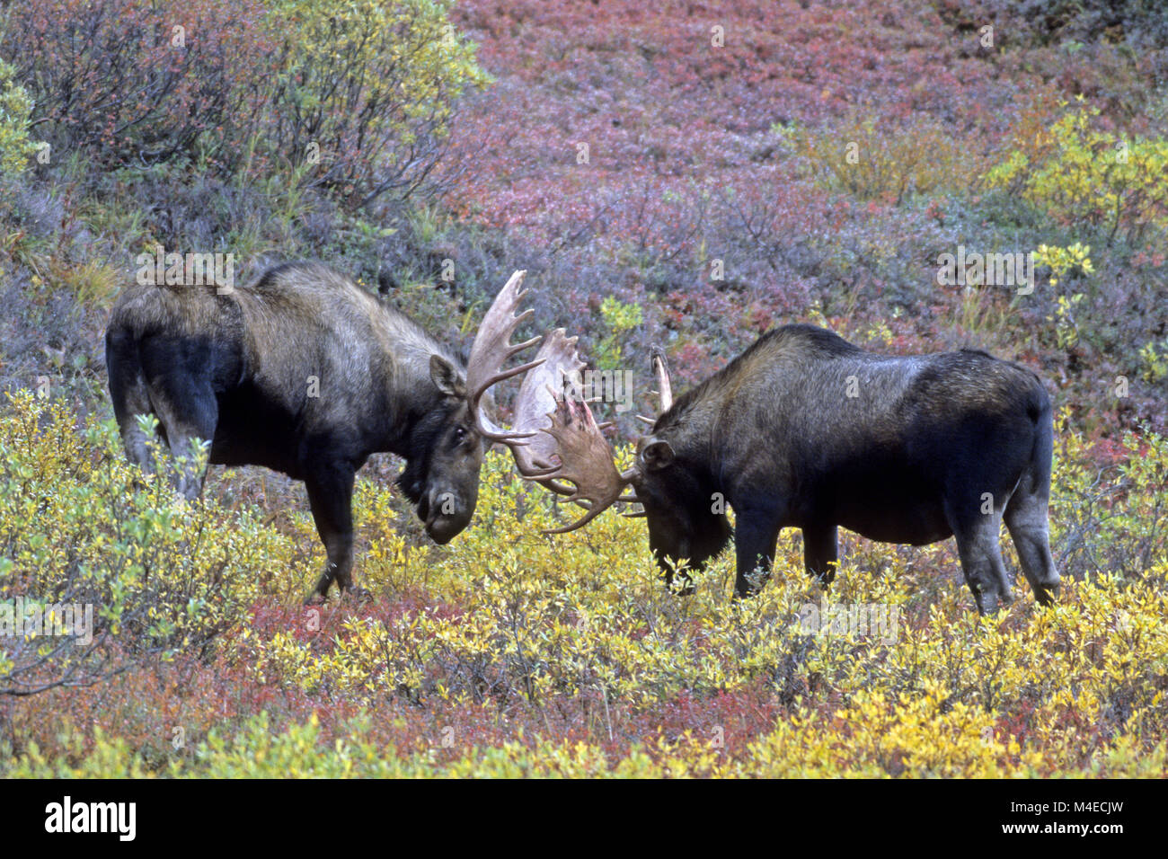 Bull moose fighting hi-res stock photography and images - Alamy