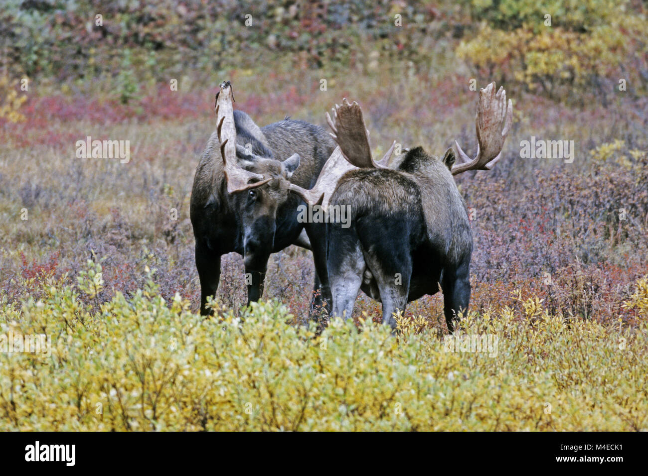 Bull moose fighting hi-res stock photography and images - Alamy