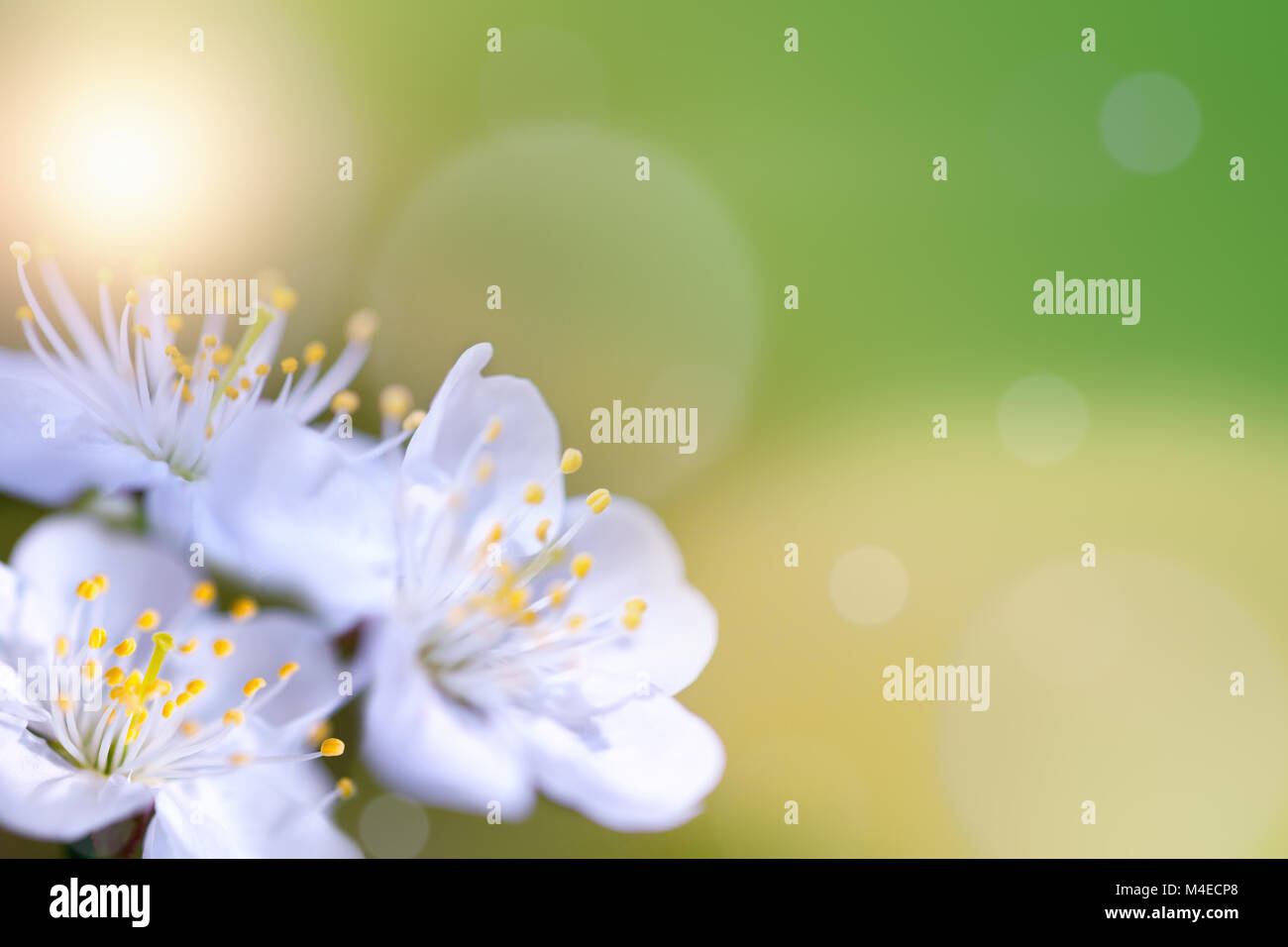 Beautiful spring flowers Stock Photo - Alamy
