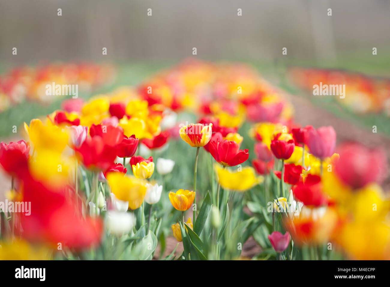 Bright colors in nature hi-res stock photography and images - Alamy