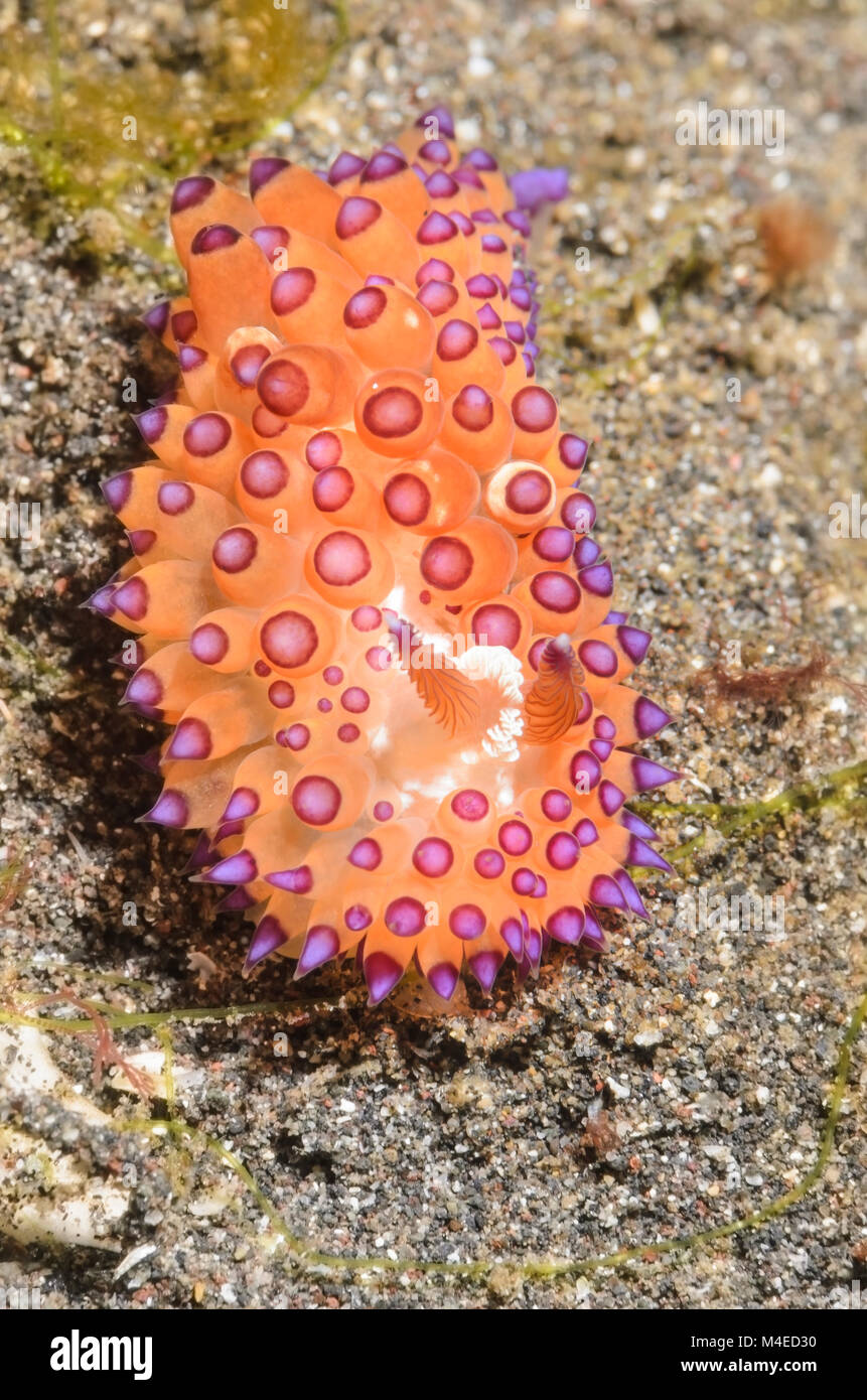 sea slug or nudibranch, Janolus savinkini, Lembeh Strait, North ...