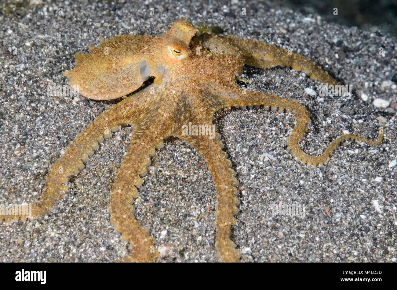 Long arm octopus hi-res stock photography and images - Alamy