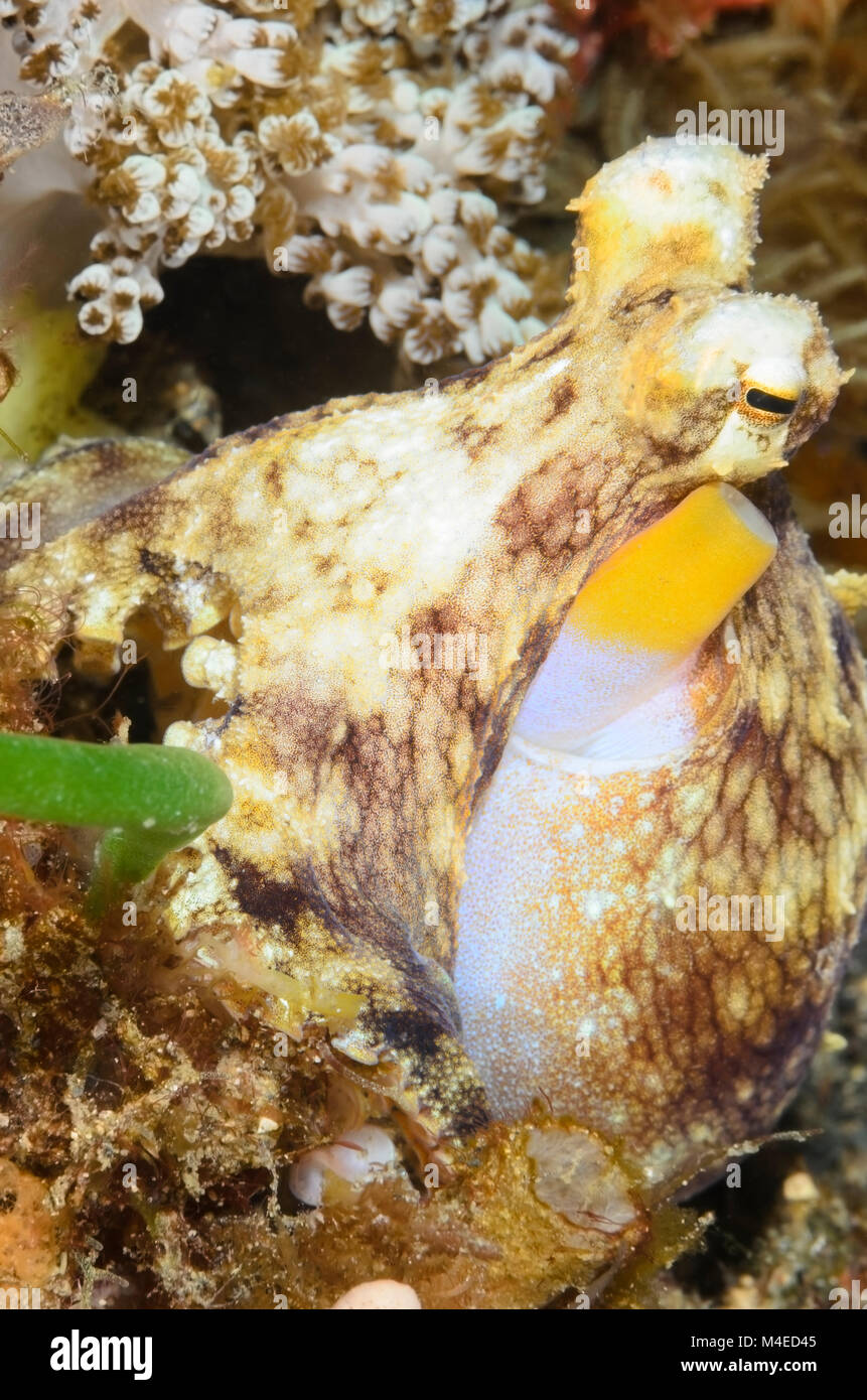 Octopus siphon hi-res stock photography and images - Alamy