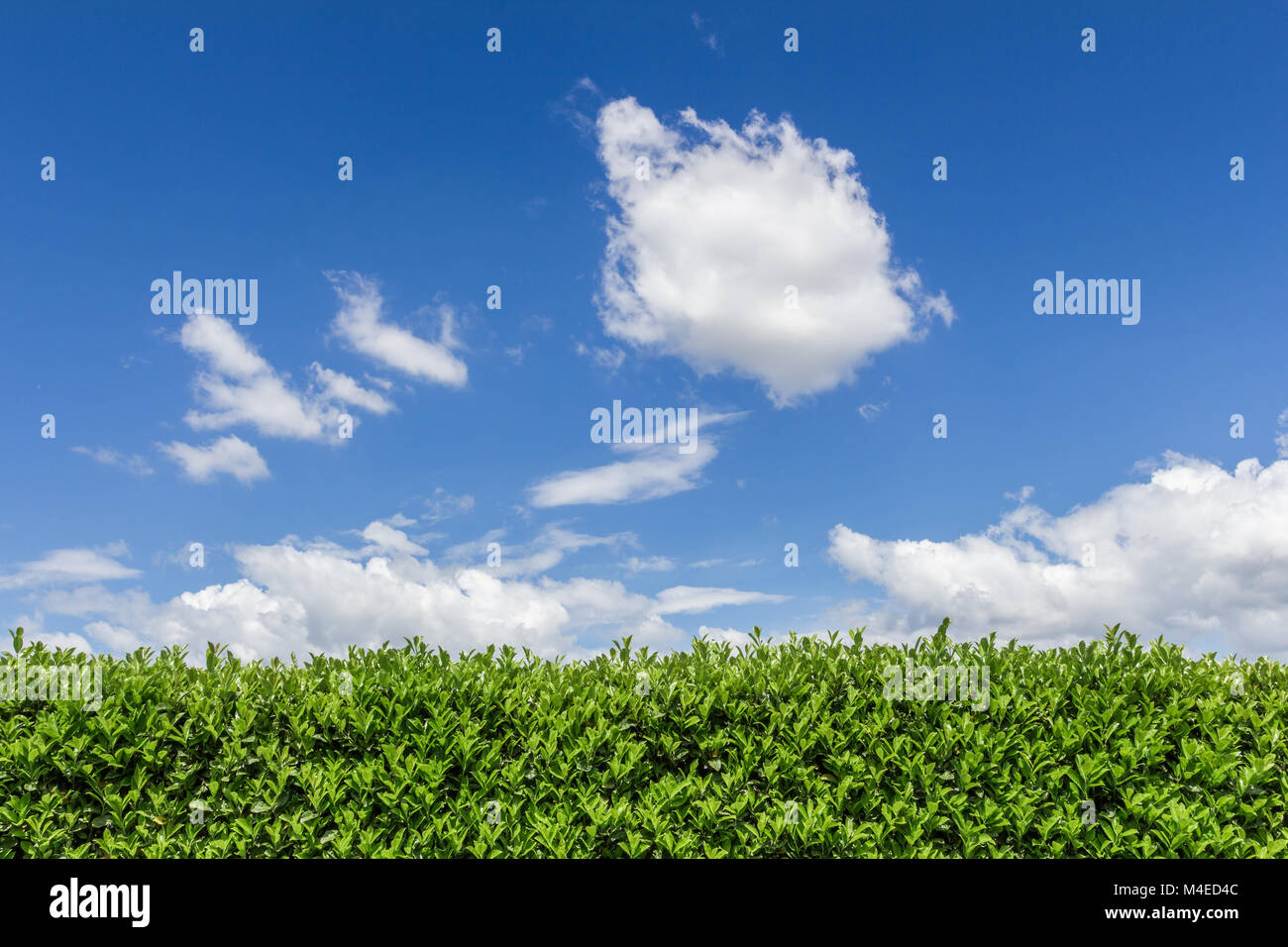Hedge against the sky Stock Photo - Alamy