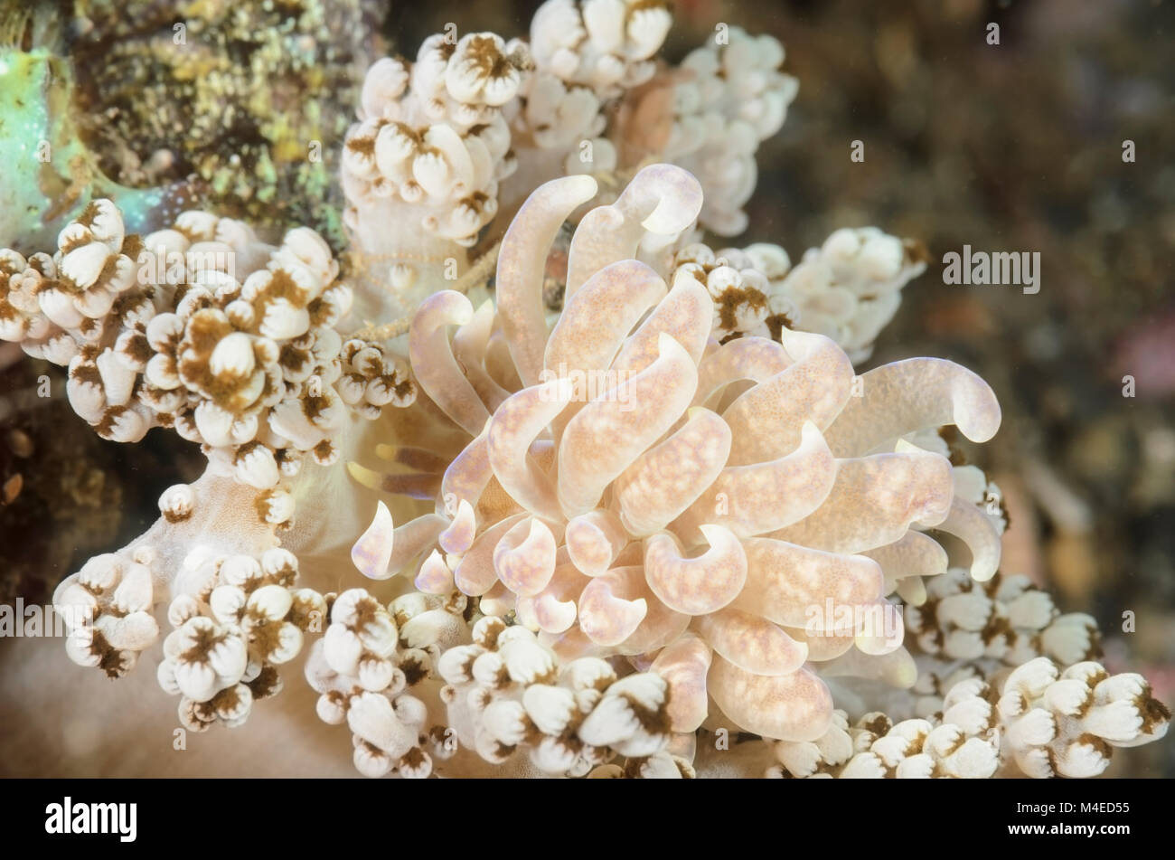 Solar powered sea slug hi-res stock photography and images - Alamy