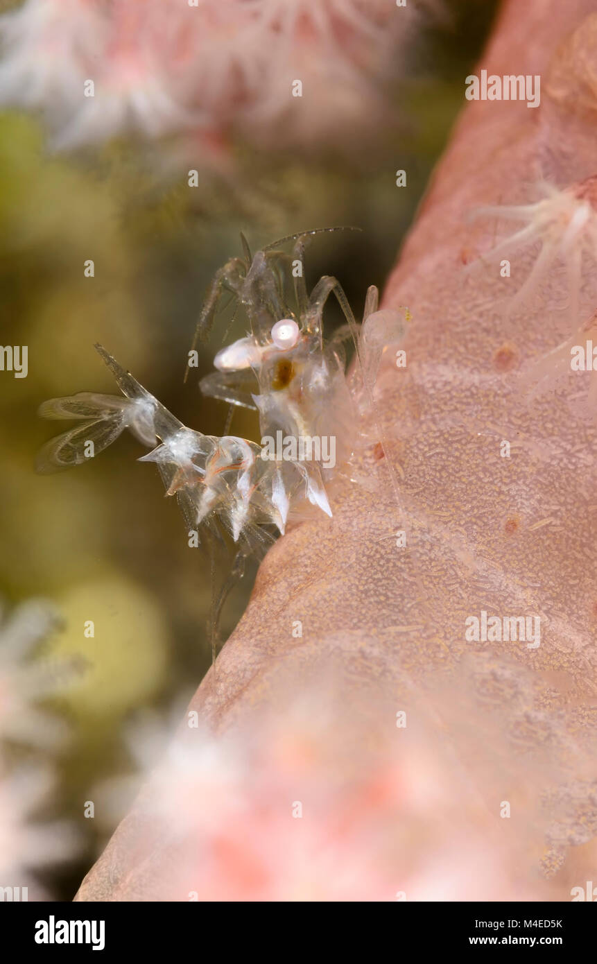 Horned sea pen shrimp, Dasycaris ceratops, Lembeh Strait, North ...