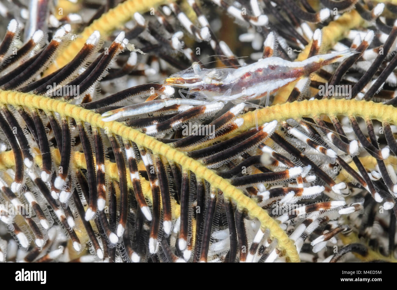 Crinoidea animalia hi-res stock photography and images - Alamy