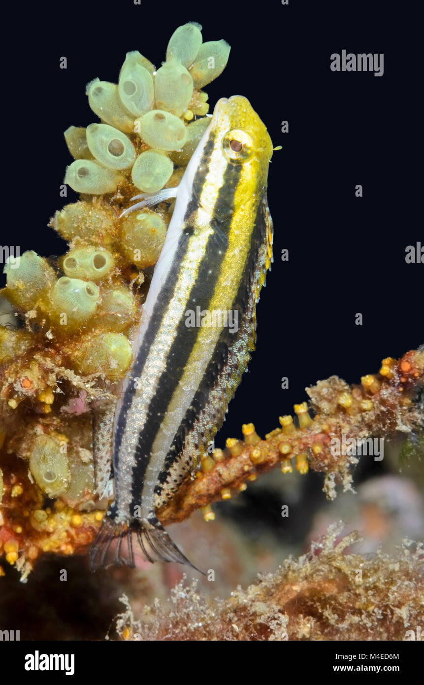 Black banded blenny hi-res stock photography and images - Alamy
