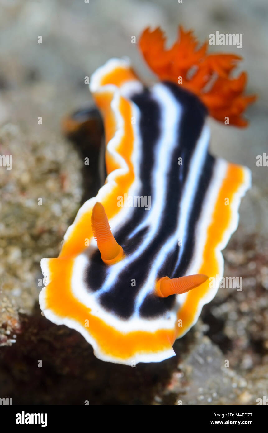 Chromodoris magnifica nudibranch hi-res stock photography and images ...