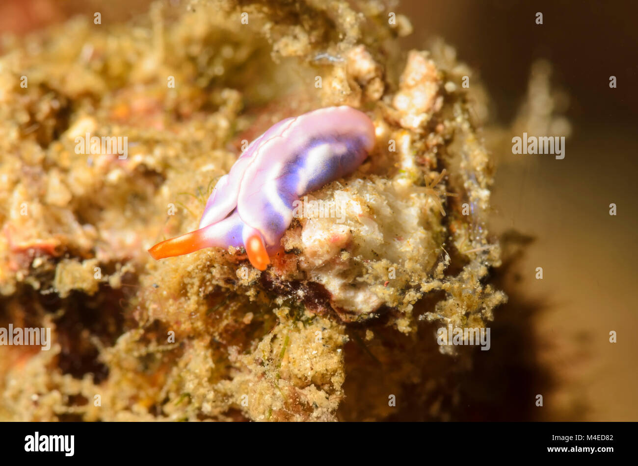 sea slug, Thuridilla albopustulosa, Lembeh Strait, North Sulawesi ...
