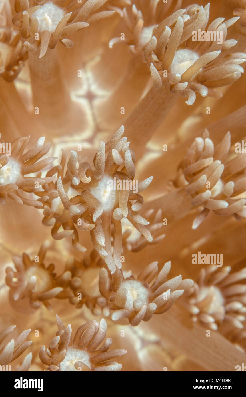 Flowerpot coral polyps, Goniopora sp., Lembeh Strait, North Sulawesi ...