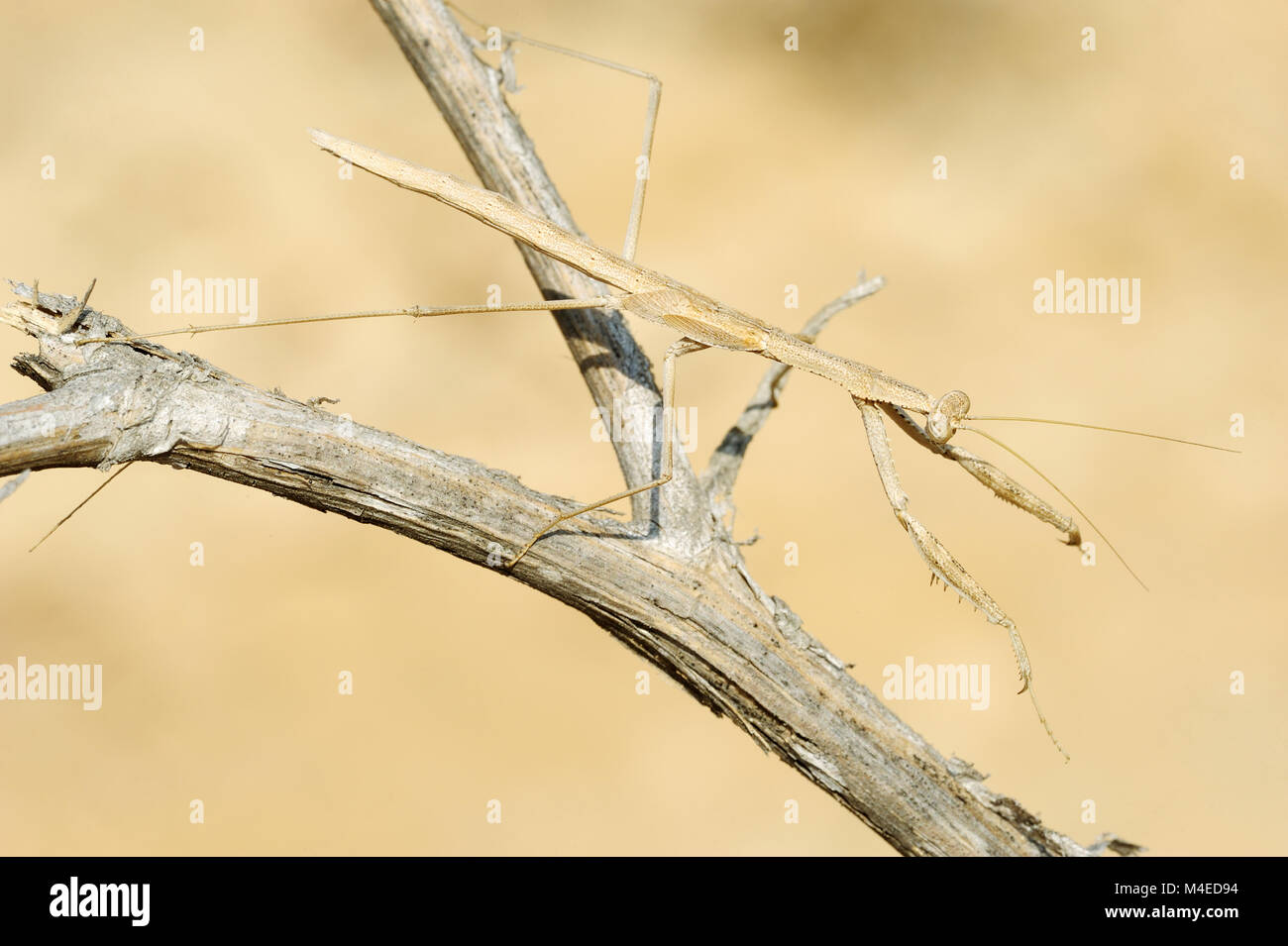 Mantis on branch hi-res stock photography and images - Alamy