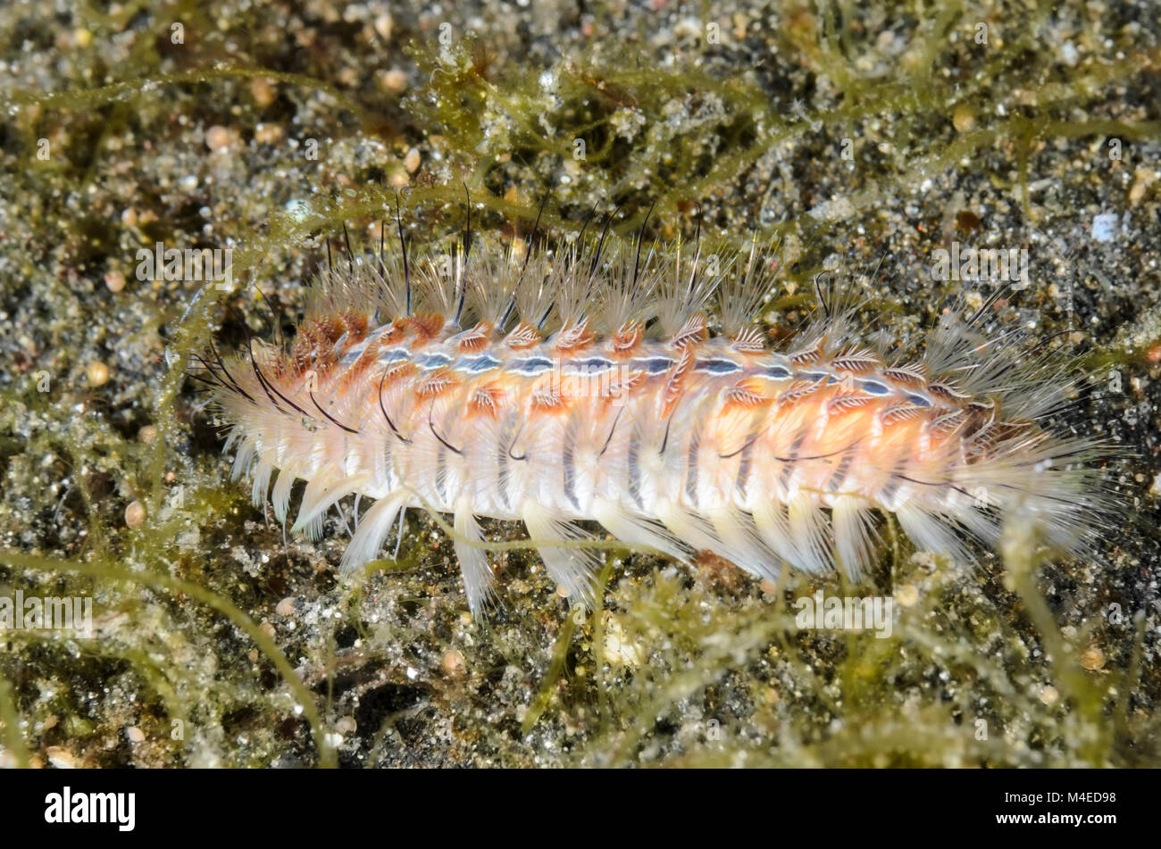 Golden fire worm, Chloeia flava, Lembeh Strait, North Sulawesi ...