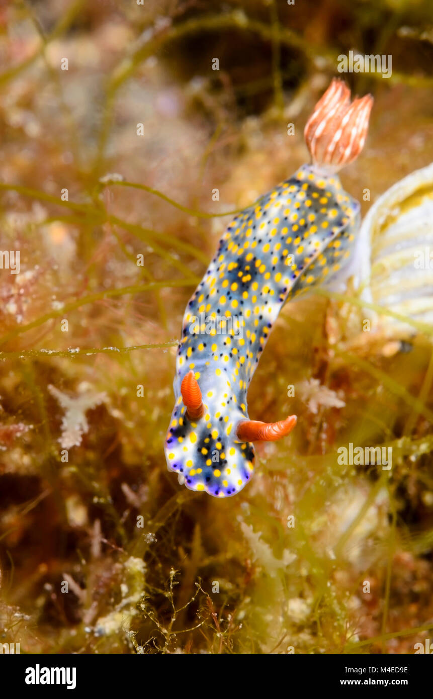 Hypselodoris roo hi-res stock photography and images - Alamy