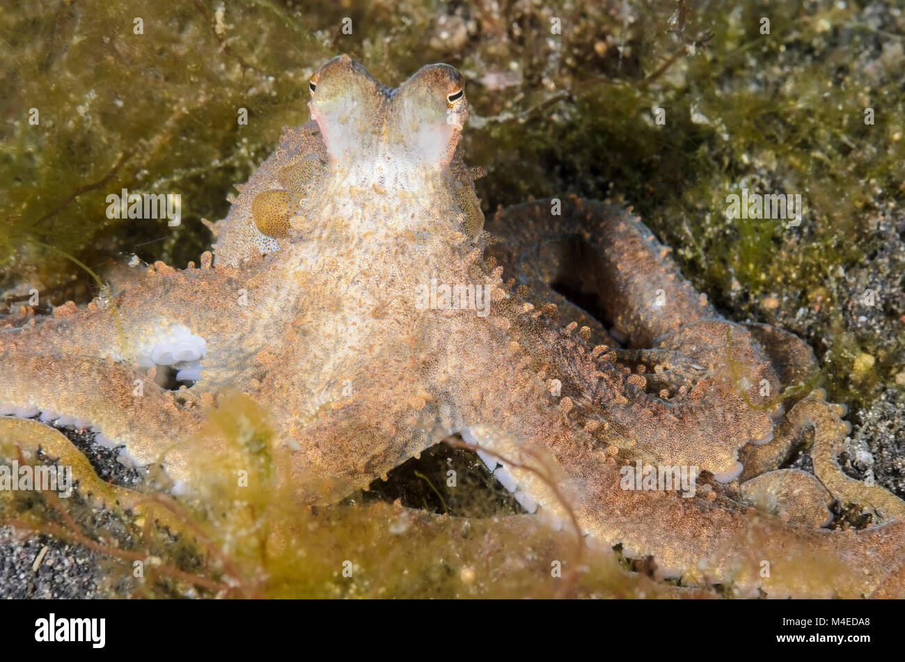Long-arm octopus, Abdopus sp., Lembeh Strait, North Sulawesi, Indonesia ...