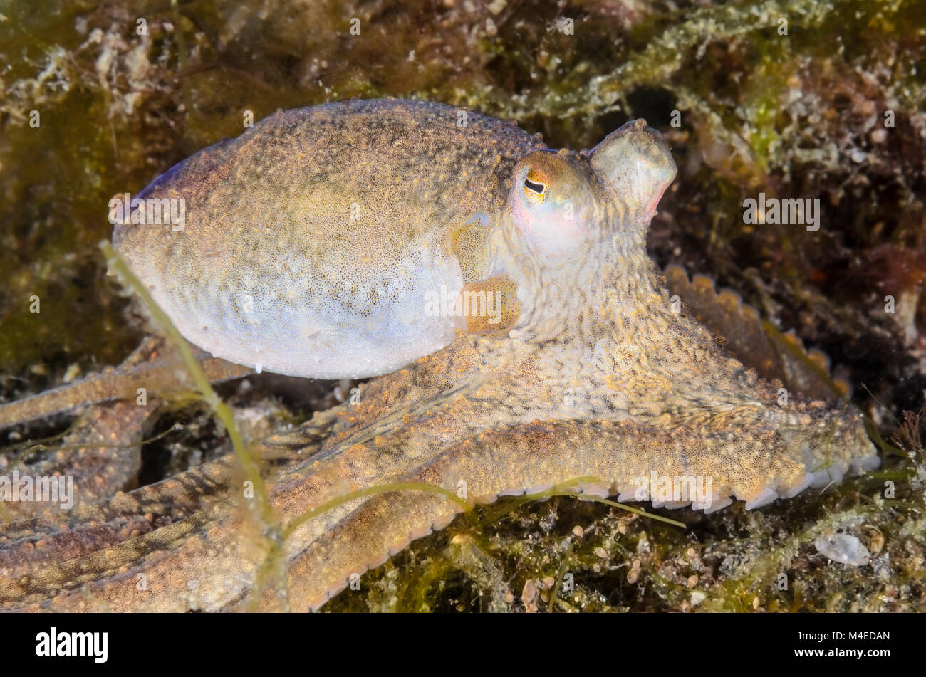 Long arm octopus hi-res stock photography and images - Alamy