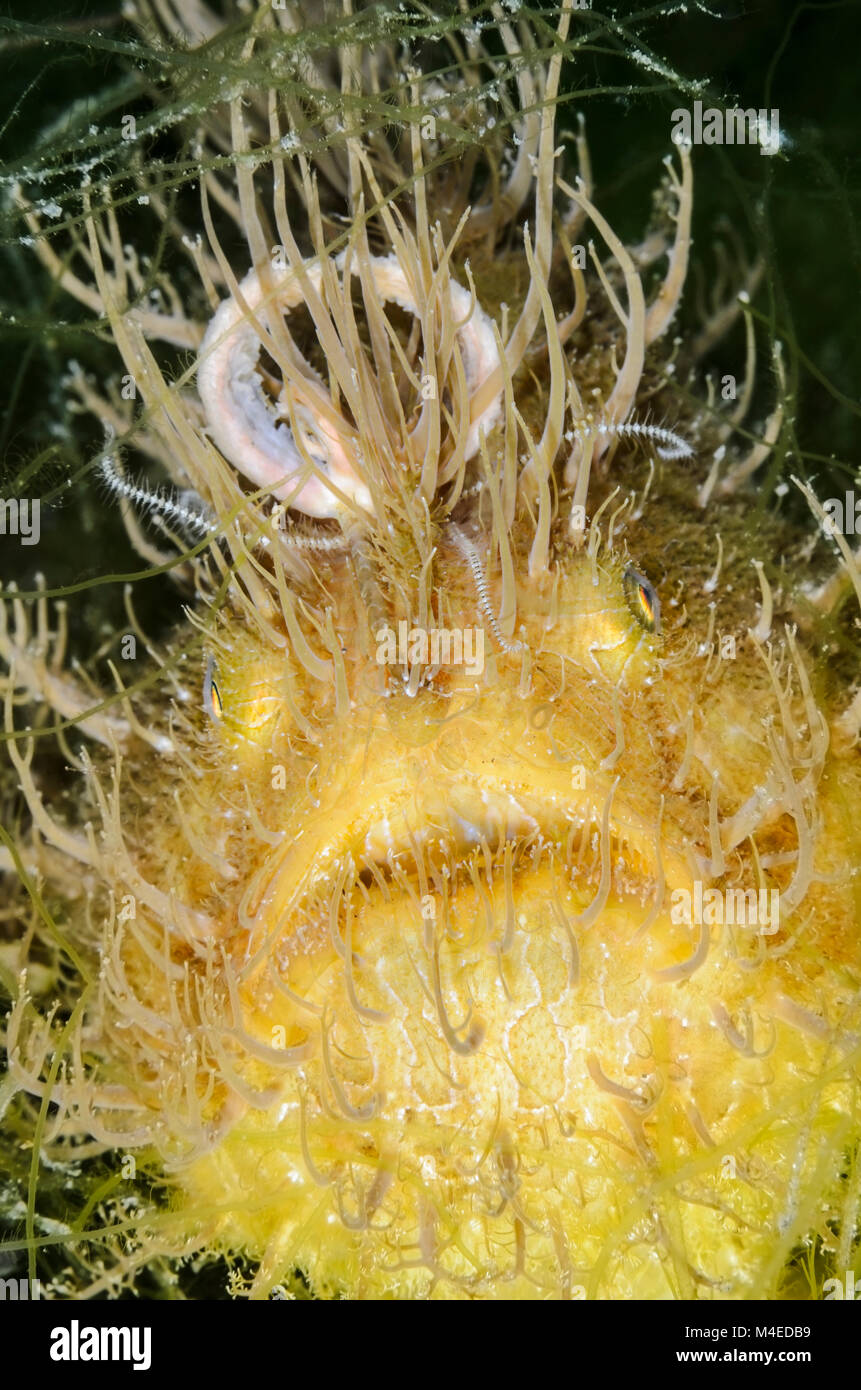Hairy frogfish, Antennarius striatus, with its worm like esca or lure ...