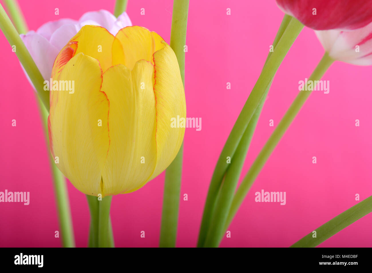 spring flowers banner - yellow tulip flowers on abstract background ...