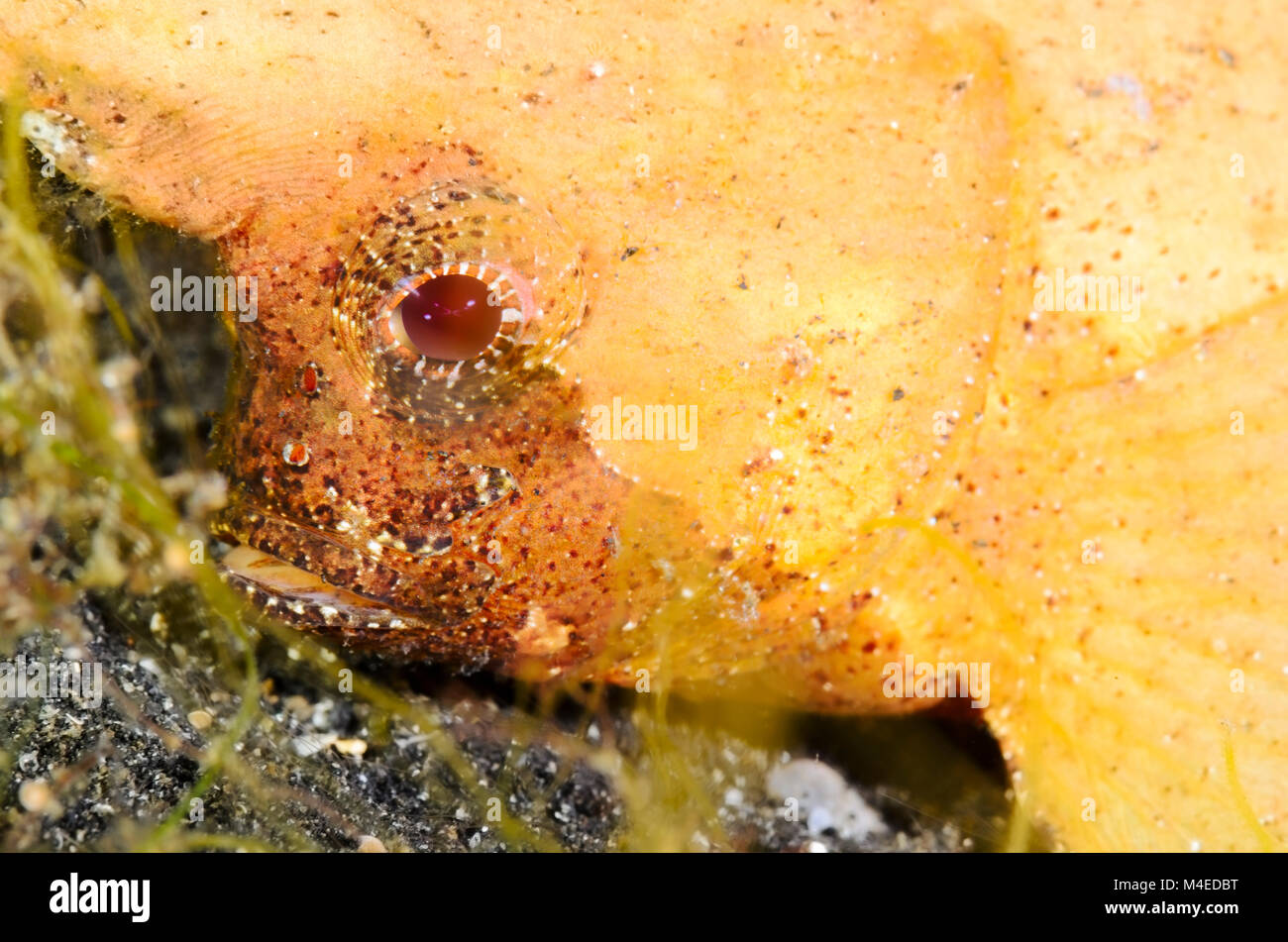 Spiny waspfish, Ablabys macracanthus, Lembeh Strait, North Sulawesi ...
