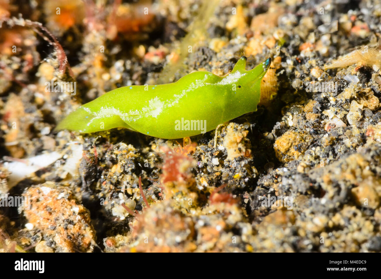 Sap sucking sea slug, Elysia sp., Lembeh Strait, North Sulawesi ...