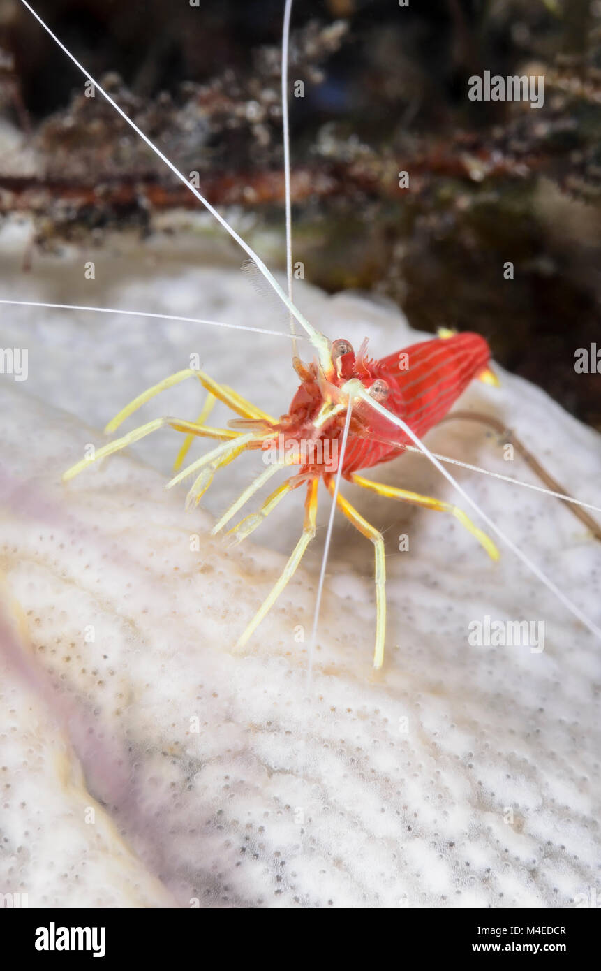 Carid shrimp hi-res stock photography and images - Alamy