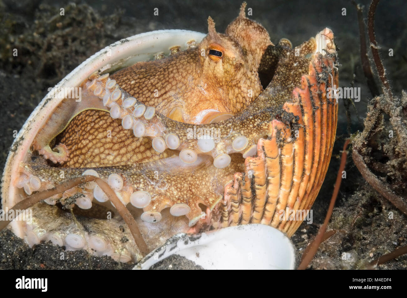 Coconut octopus, Amphioctopus marginatus, using shells for shelter ...