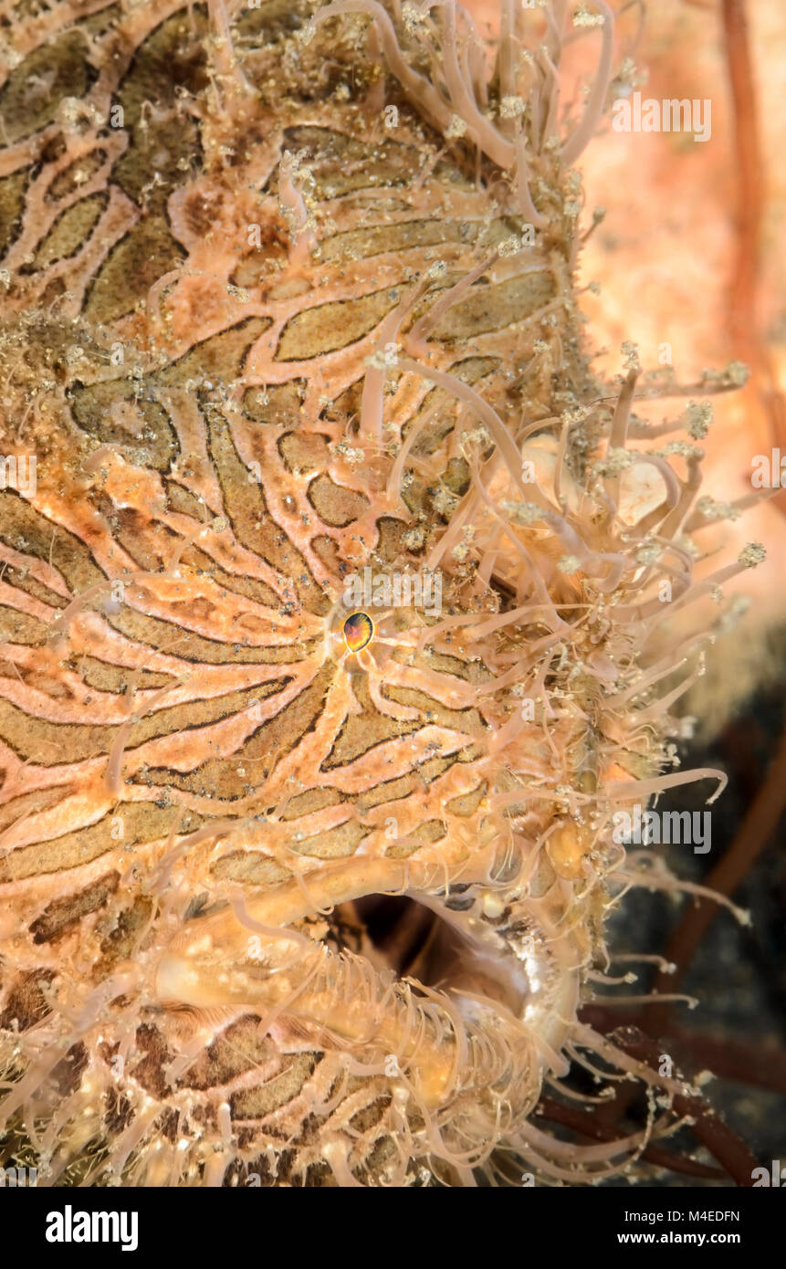 Hairy frogfish, Antennarius striatus, Lembeh Strait, North Sulawesi ...