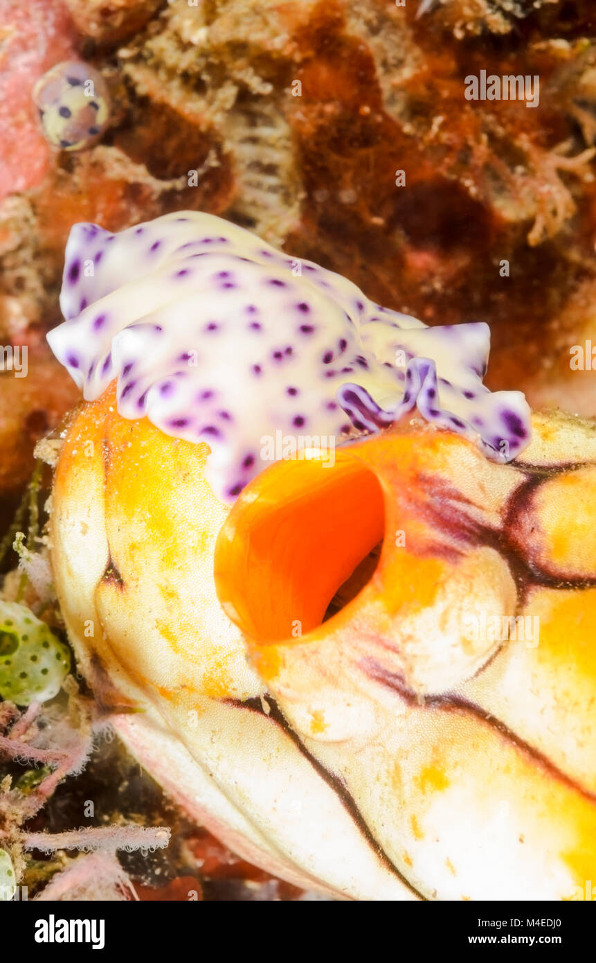 Turbellarian worm hi-res stock photography and images - Alamy