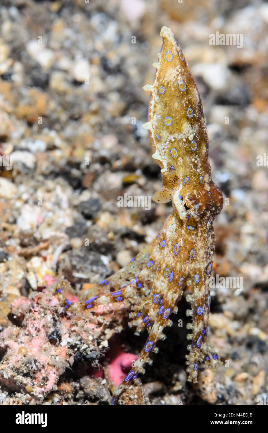 Venomous Blue Ringed Octopus Stock Photos & Venomous Blue Ringed ...