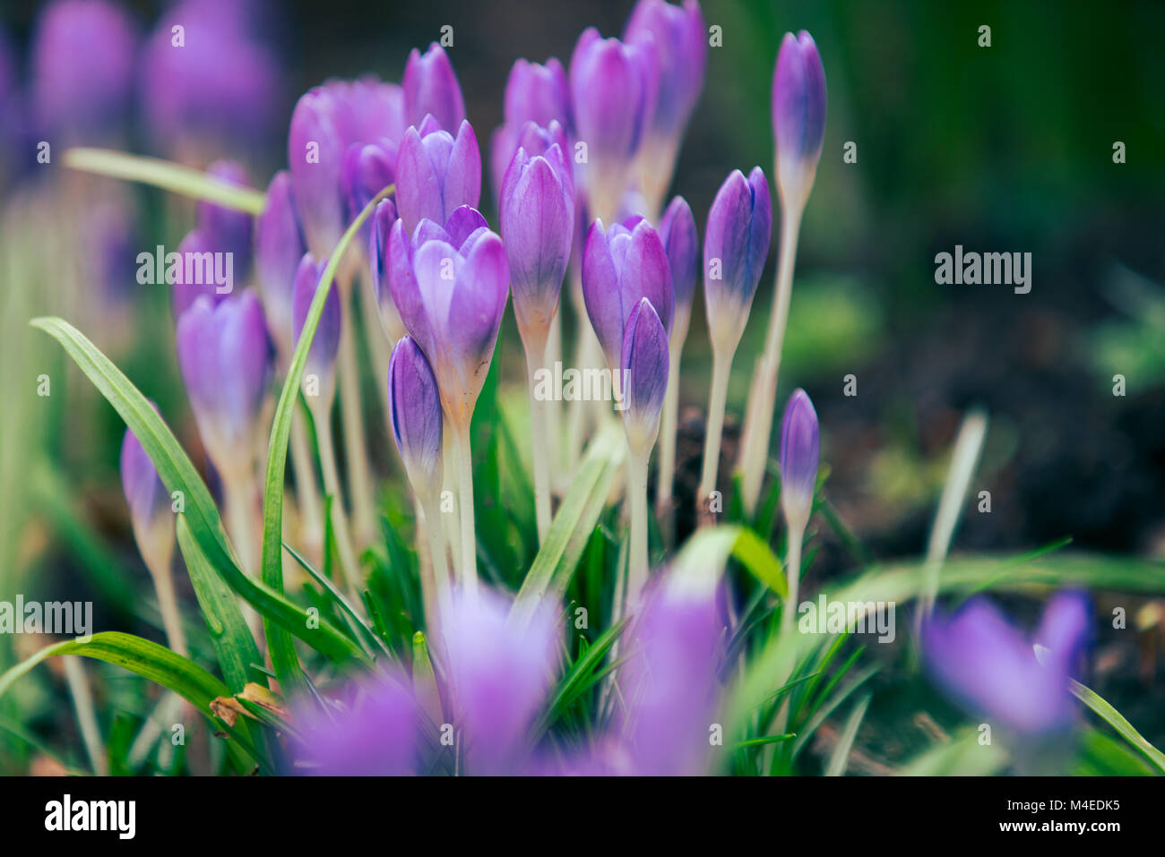 Purple Crocus and Snowdrops Stock Photo - Alamy