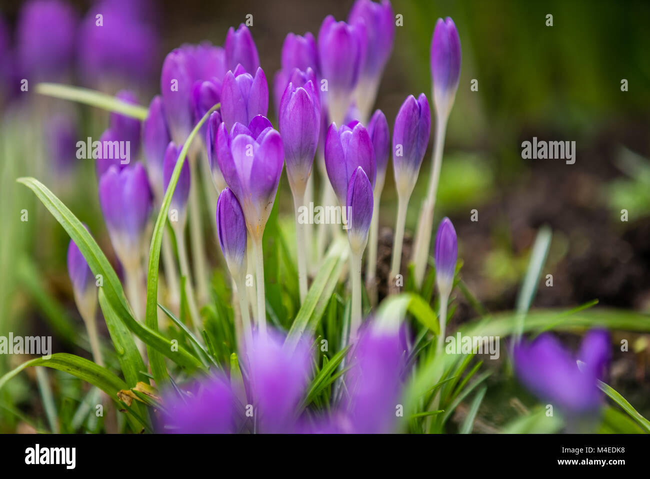 Purple Crocus and Snowdrops Stock Photo - Alamy